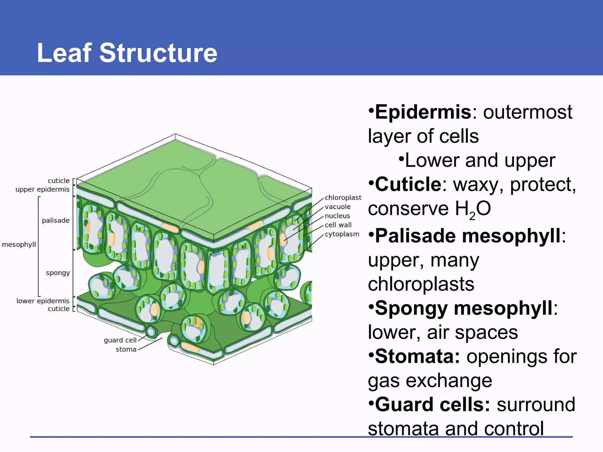Plant org lab tz | PPT