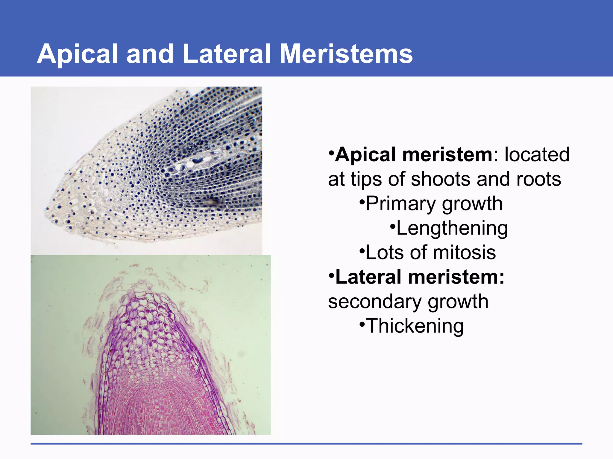Plant org lab tz | PPT