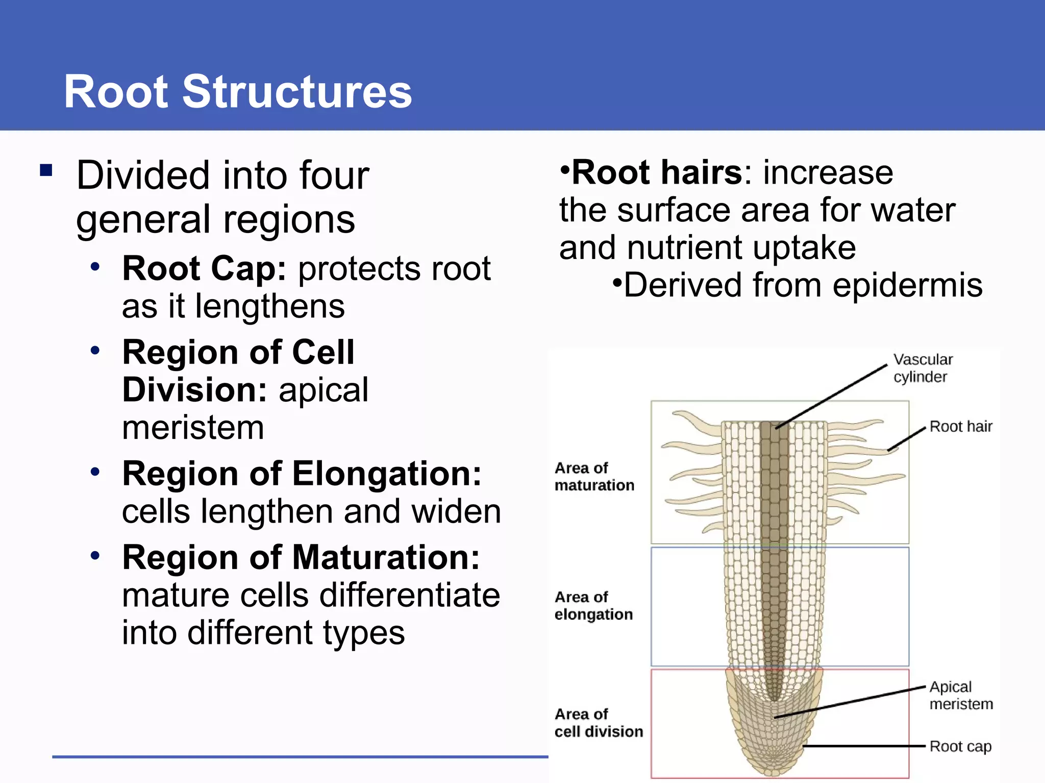 Plant org lab tz | PPT