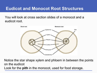 Plant org lab tz | PPT