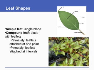 Plant org lab tz | PPT