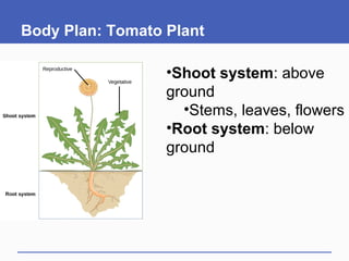 Plant org lab tz | PPT