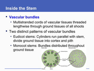Plant org lab tz | PPT