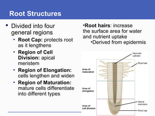Plant org lab tz | PPT