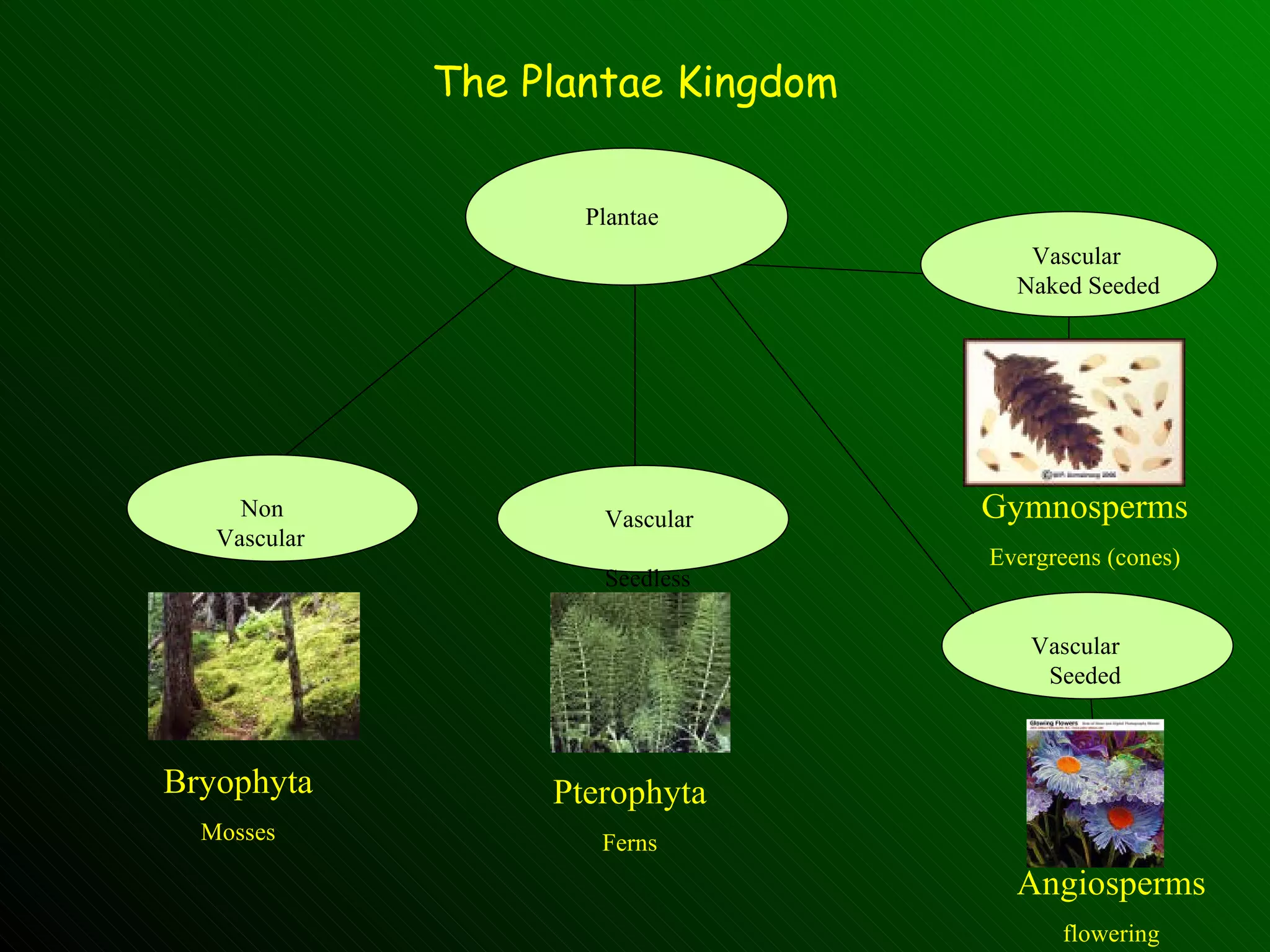 Plantoverview Ppt | PPT