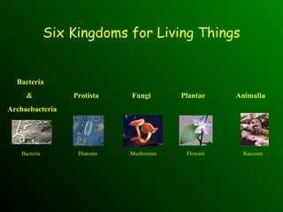 Plantoverview Ppt | PPT