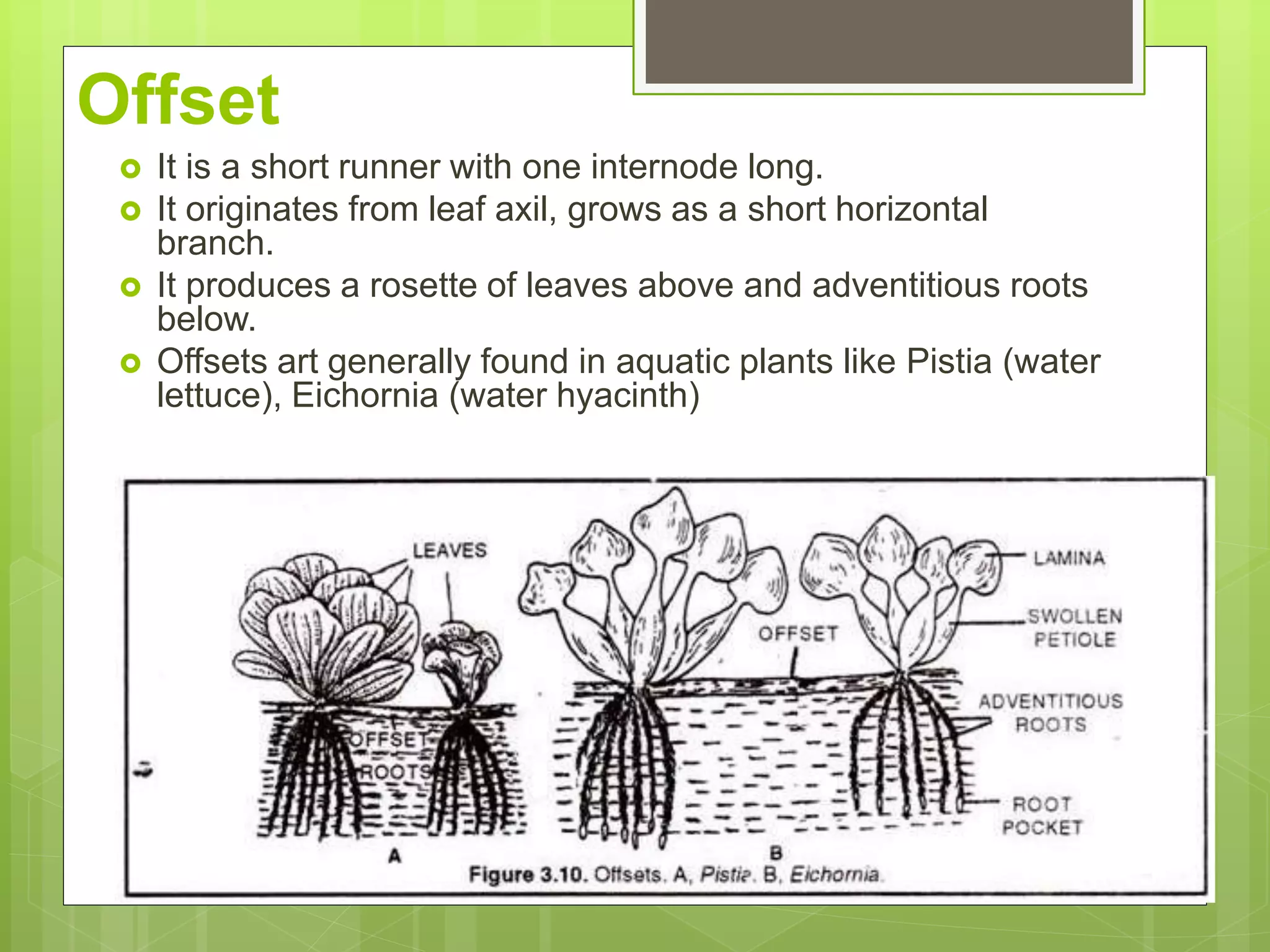 plant part modifications.pptx