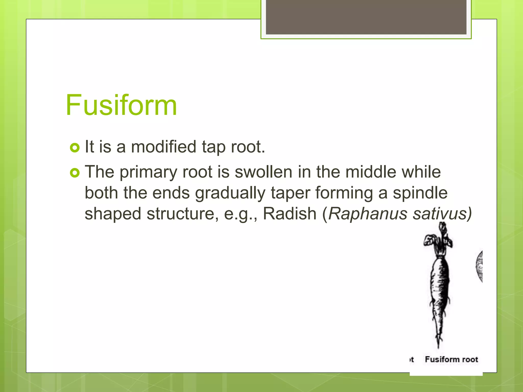 plant part modifications.pptx