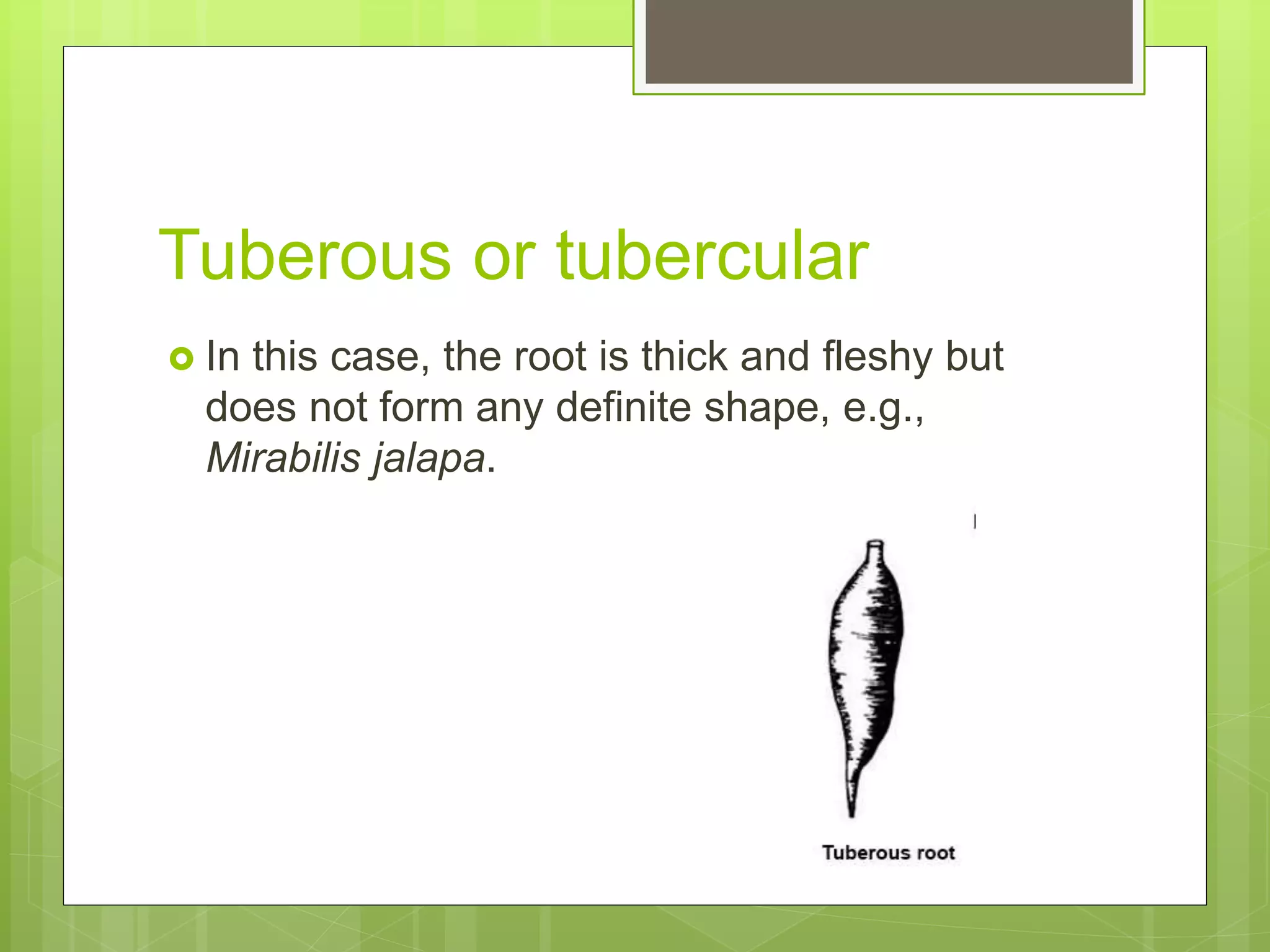 plant part modifications.pptx