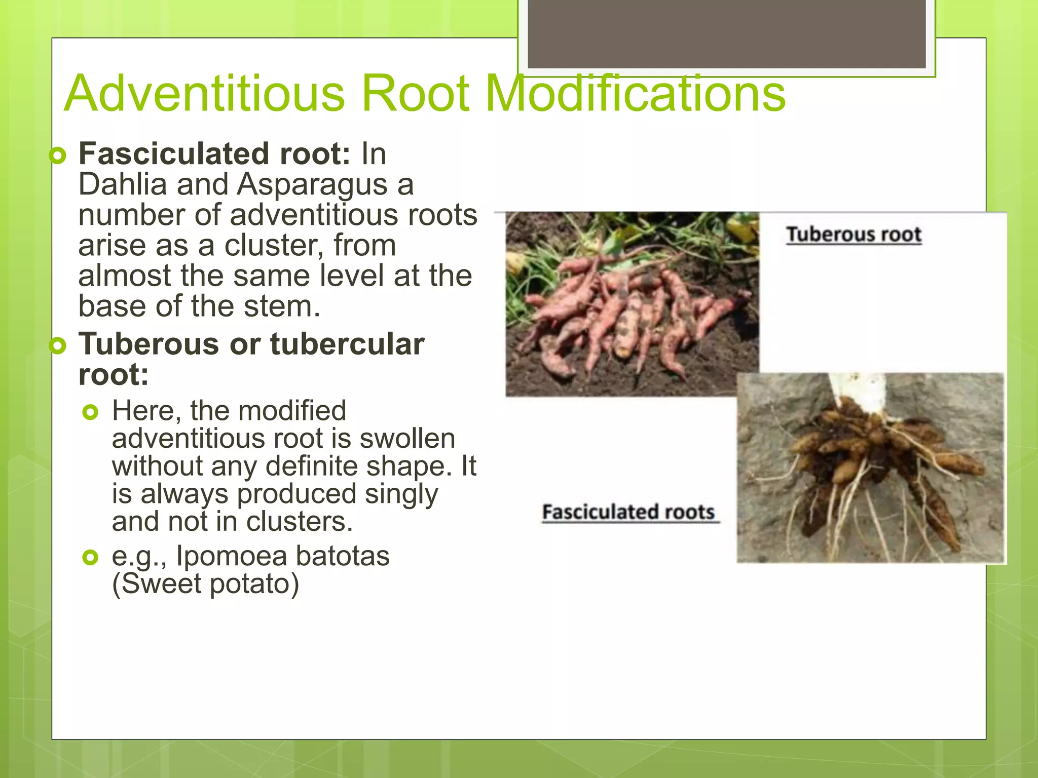 plant part modifications.pptx