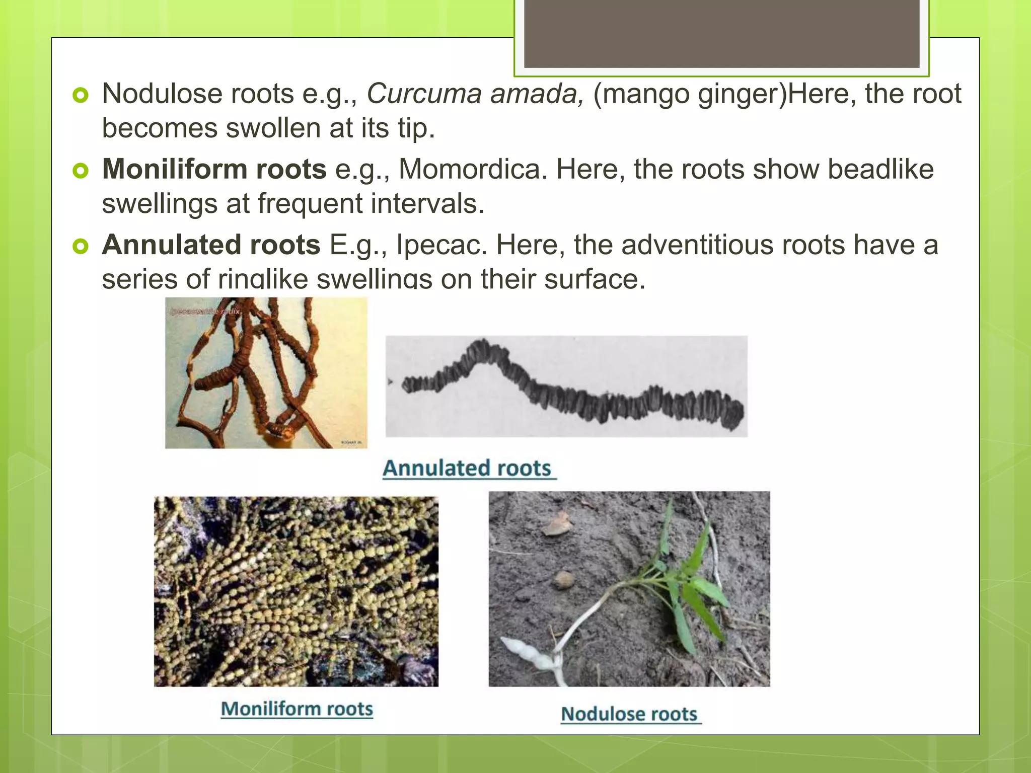 plant part modifications.pptx