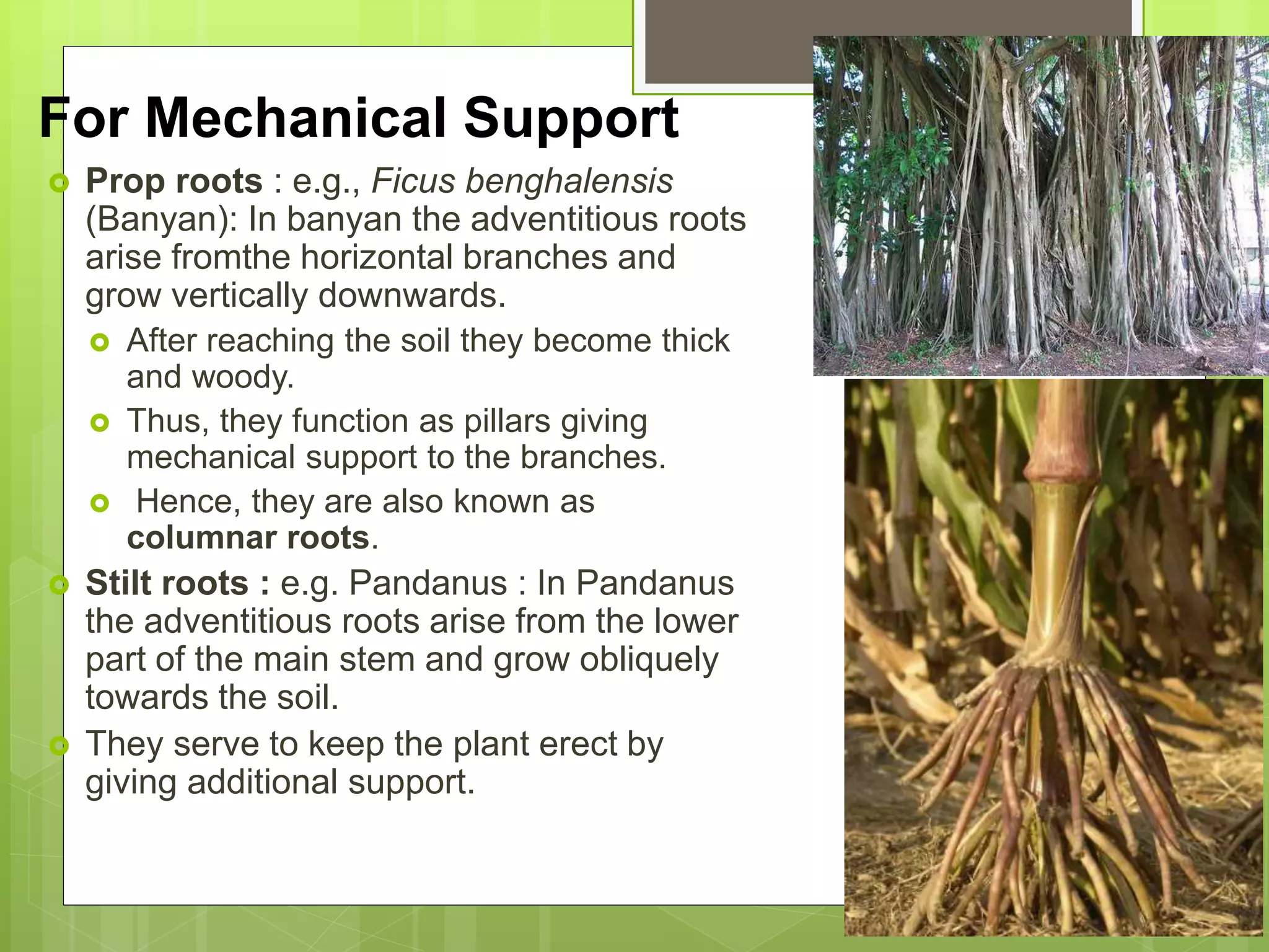 plant part modifications.pptx