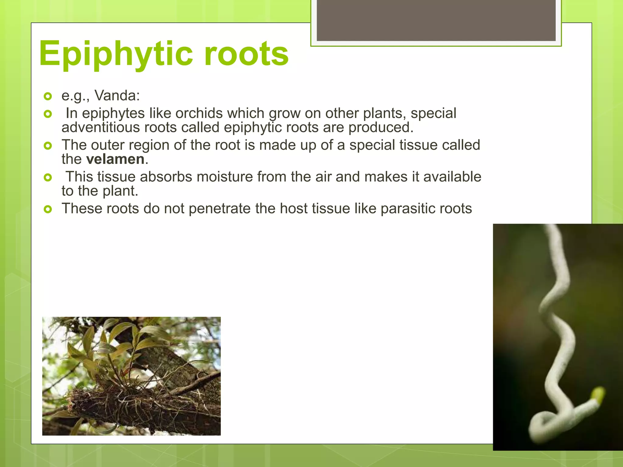plant part modifications.pptx