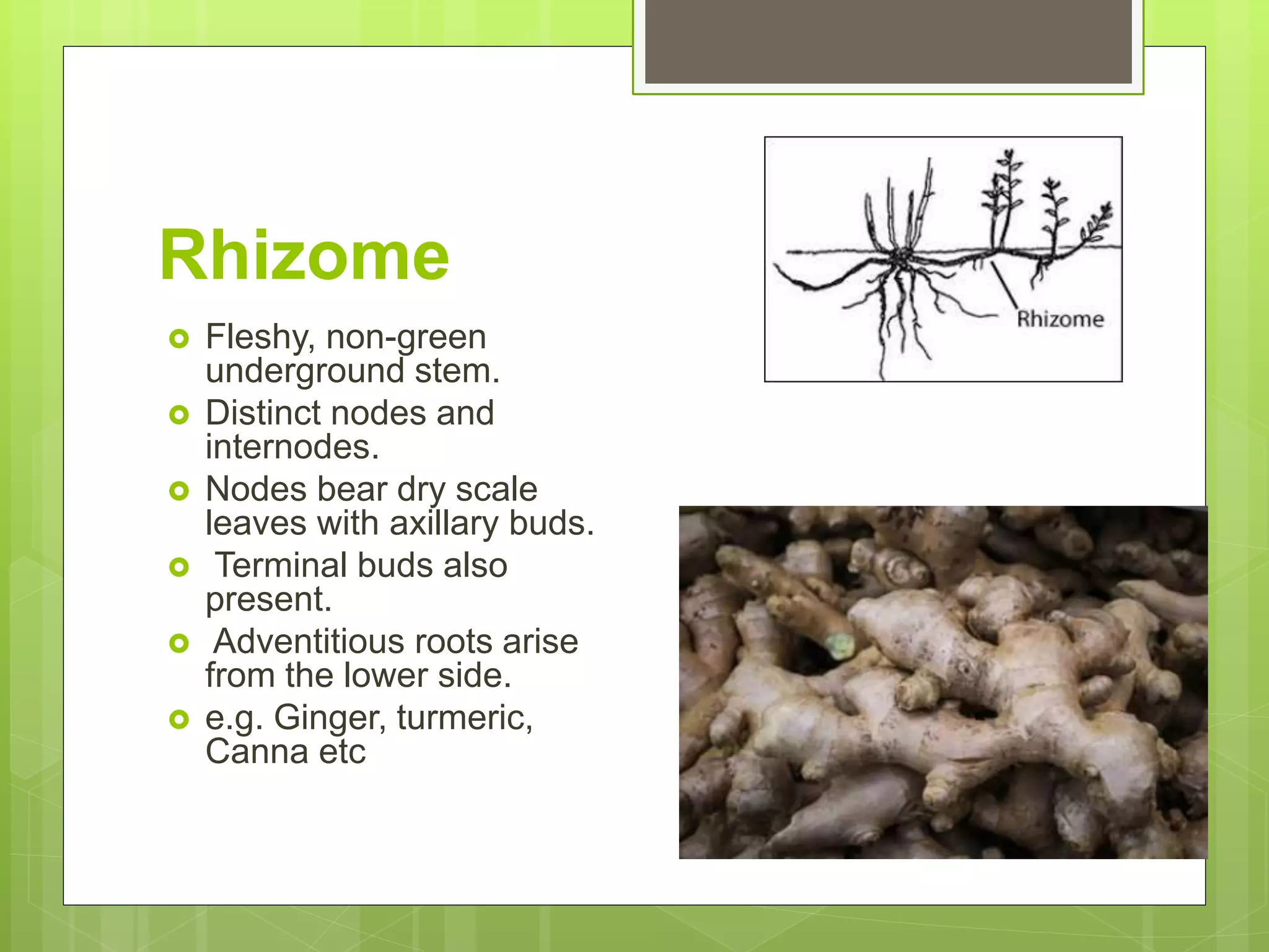 plant part modifications.pptx