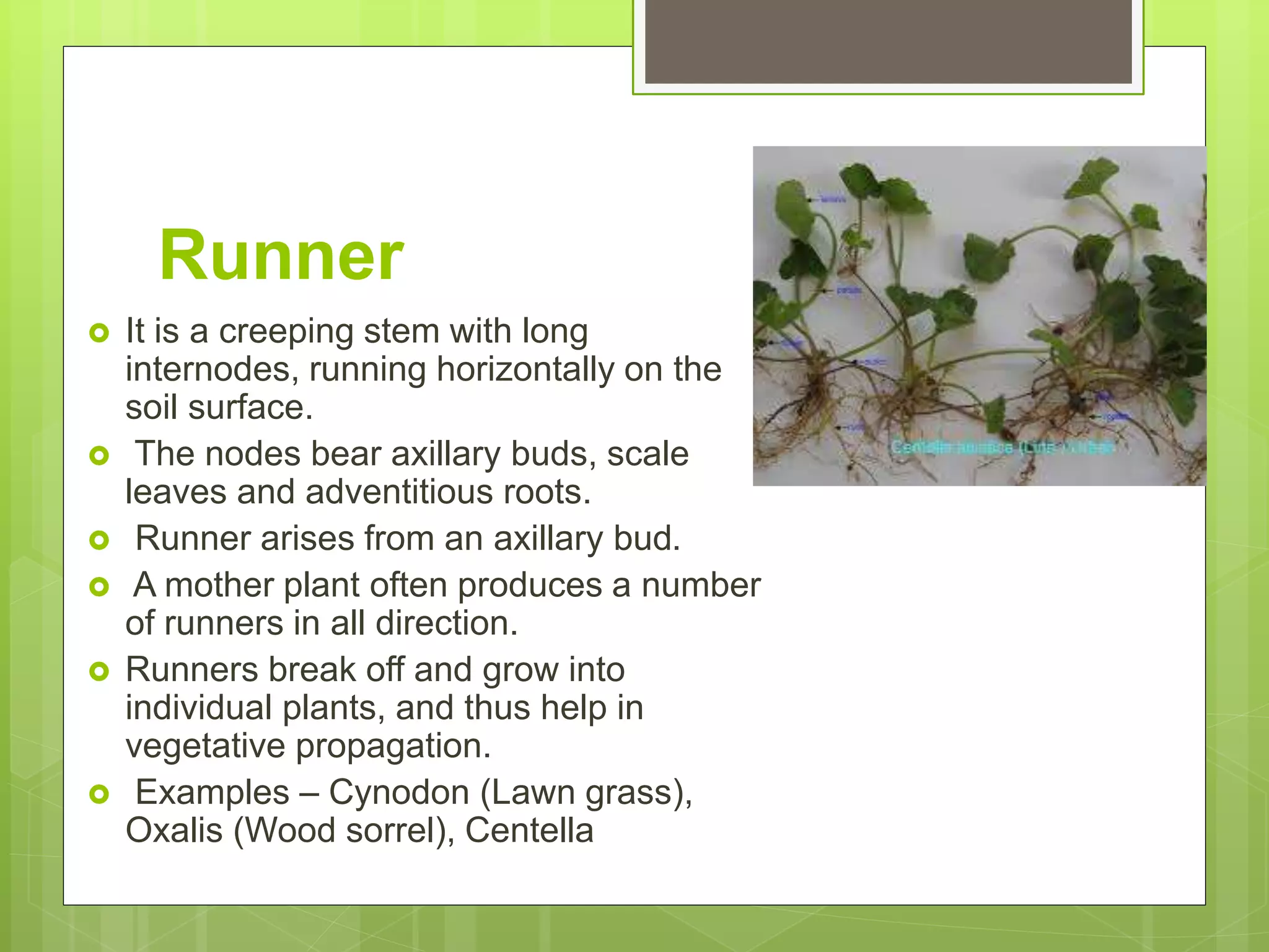 plant part modifications.pptx
