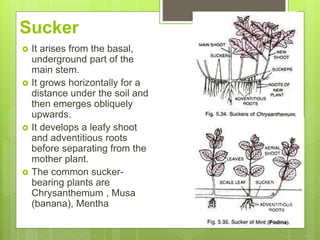 plant part modifications.pptx