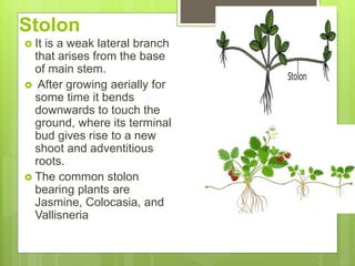 plant part modifications.pptx