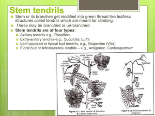 plant part modifications.pptx