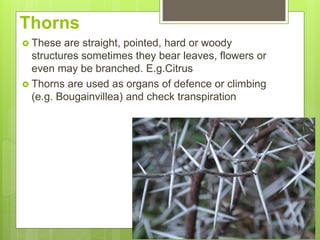 plant part modifications.pptx
