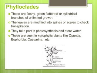 plant part modifications.pptx