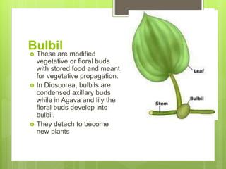 plant part modifications.pptx