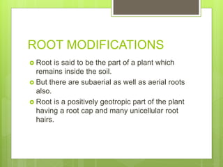 plant part modifications.pptx