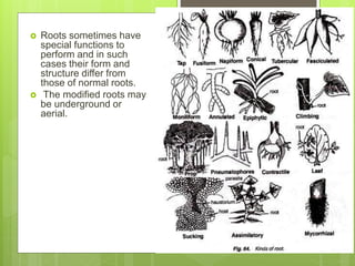 plant part modifications.pptx