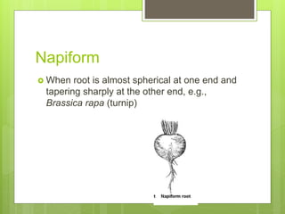 plant part modifications.pptx
