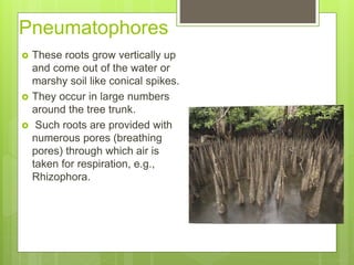 plant part modifications.pptx
