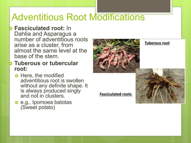 plant part modifications.pptx