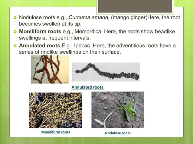plant part modifications.pptx