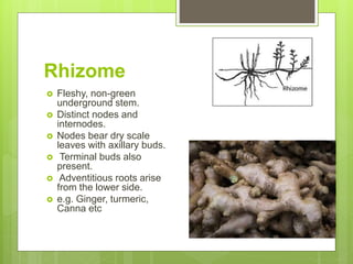 plant part modifications.pptx