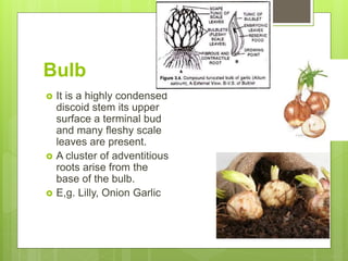 plant part modifications.pptx