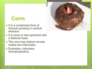 plant part modifications.pptx