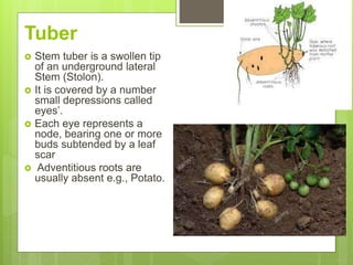plant part modifications.pptx
