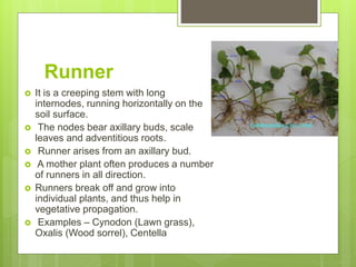 plant part modifications.pptx