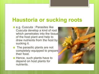 plant part modifications.pptx