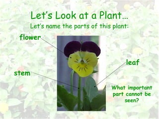 Plant Parts 1-2nd grade | PPT