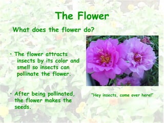 Plant Parts 1-2nd grade | PPT