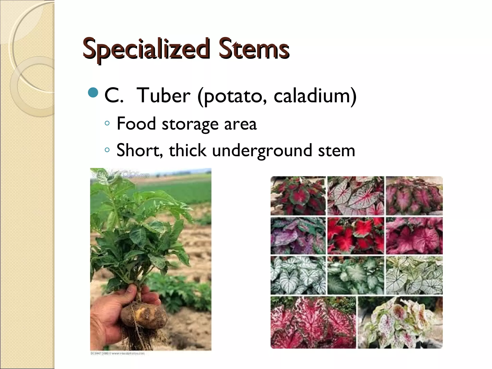 Plant parts | PPT