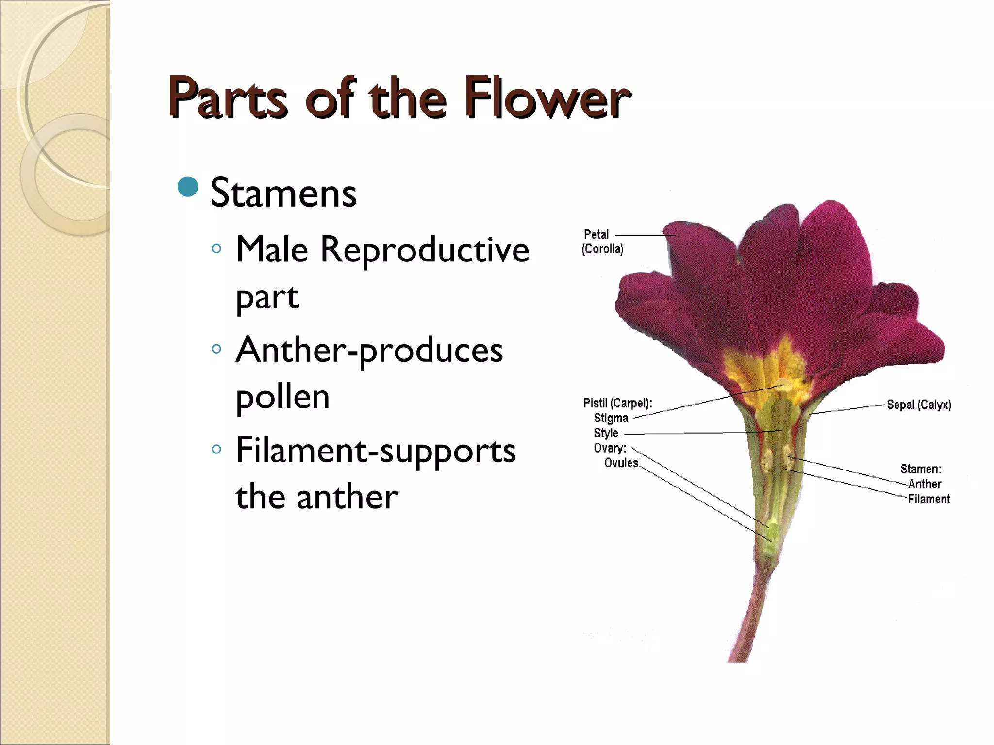 Plant parts | PPT