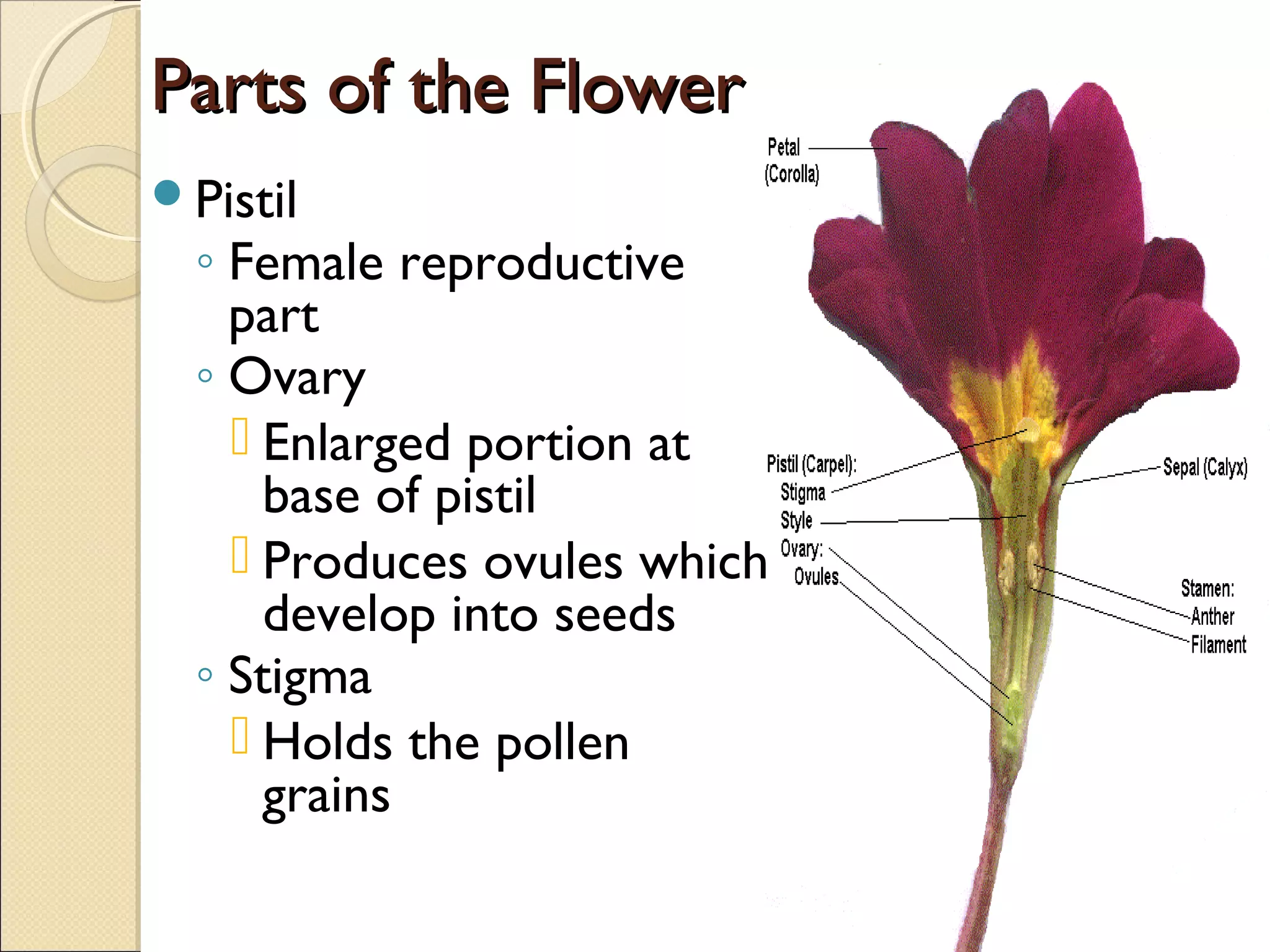 Plant parts | PPT
