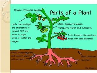 Plant parts | PPT