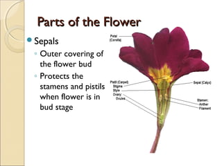 Plant parts | PPT