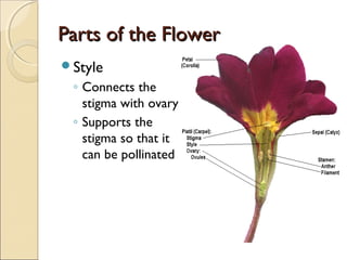 Plant parts | PPT