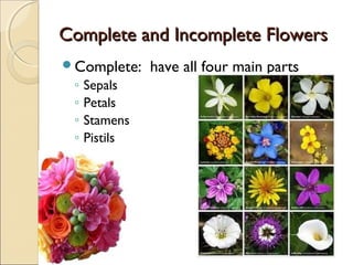 Plant parts | PPT