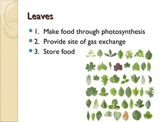 Plant parts | PPT