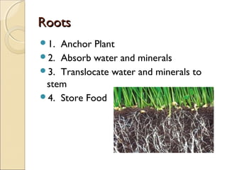 Plant parts | PPT