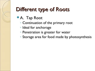 Plant parts | PPT