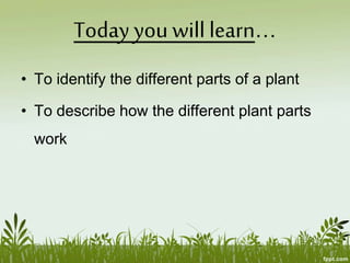 Plantparts 131030033449-phpapp01 | PPT